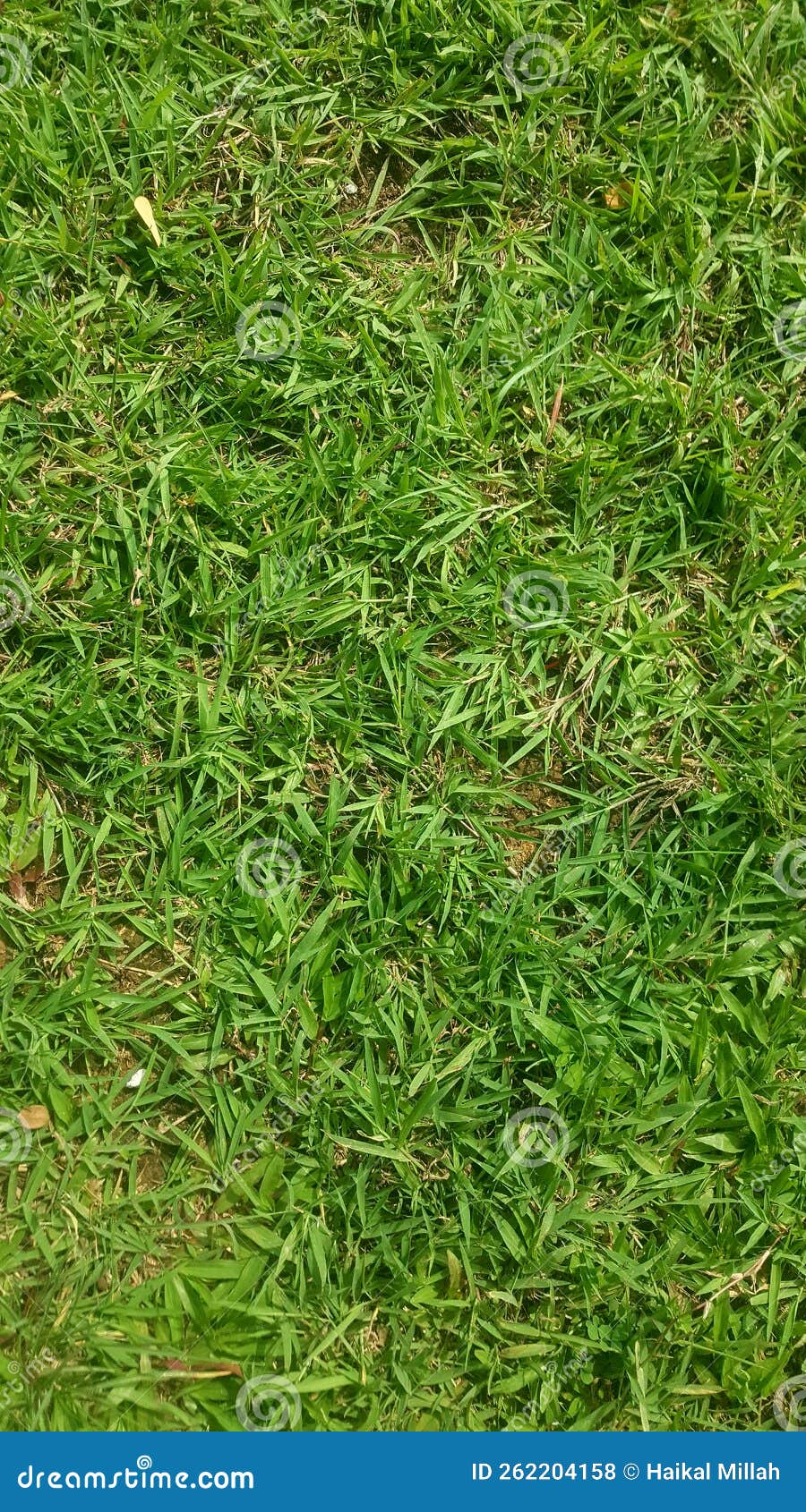 Fondo De Fondo De Fondo De Fondo De Fondo De Textura De Hierba Verde ...