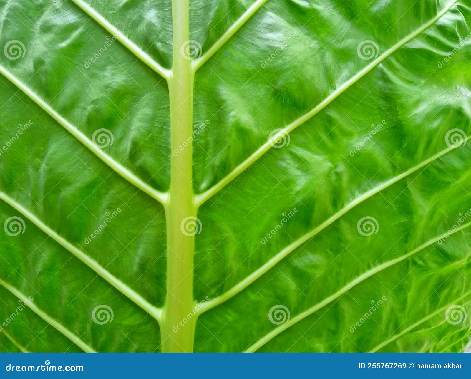 Fondo De Textura De Hoja Con Huesos De Hoja Imagen de archivo - Imagen ...