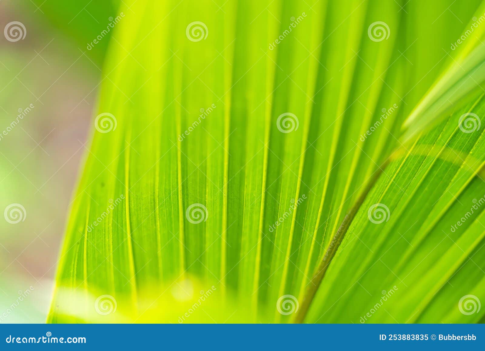 Fondo De Textura De Hoja De Palma Verde Imagen de archivo - Imagen de ...