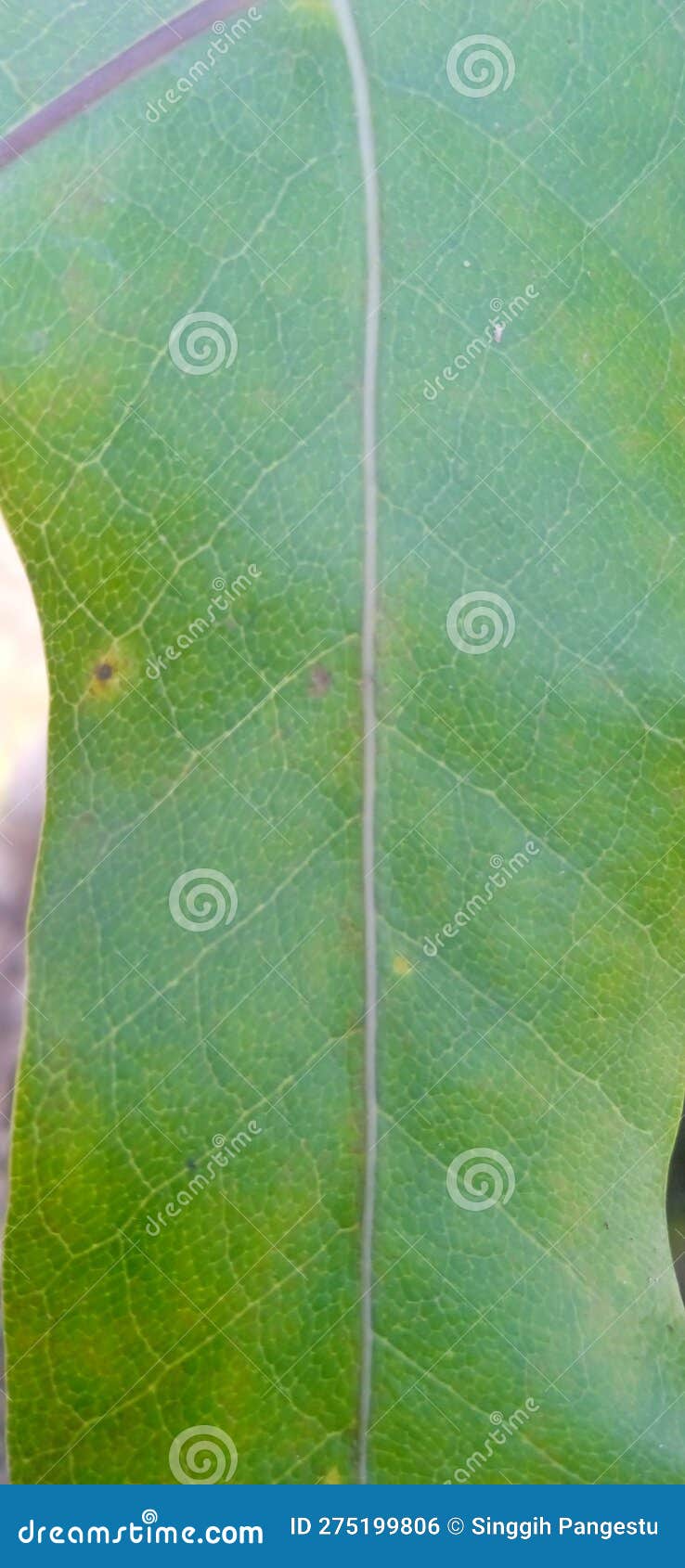 Fondo De Textura De Hoja Verde Bonito Foto de archivo - Imagen de hoja ...
