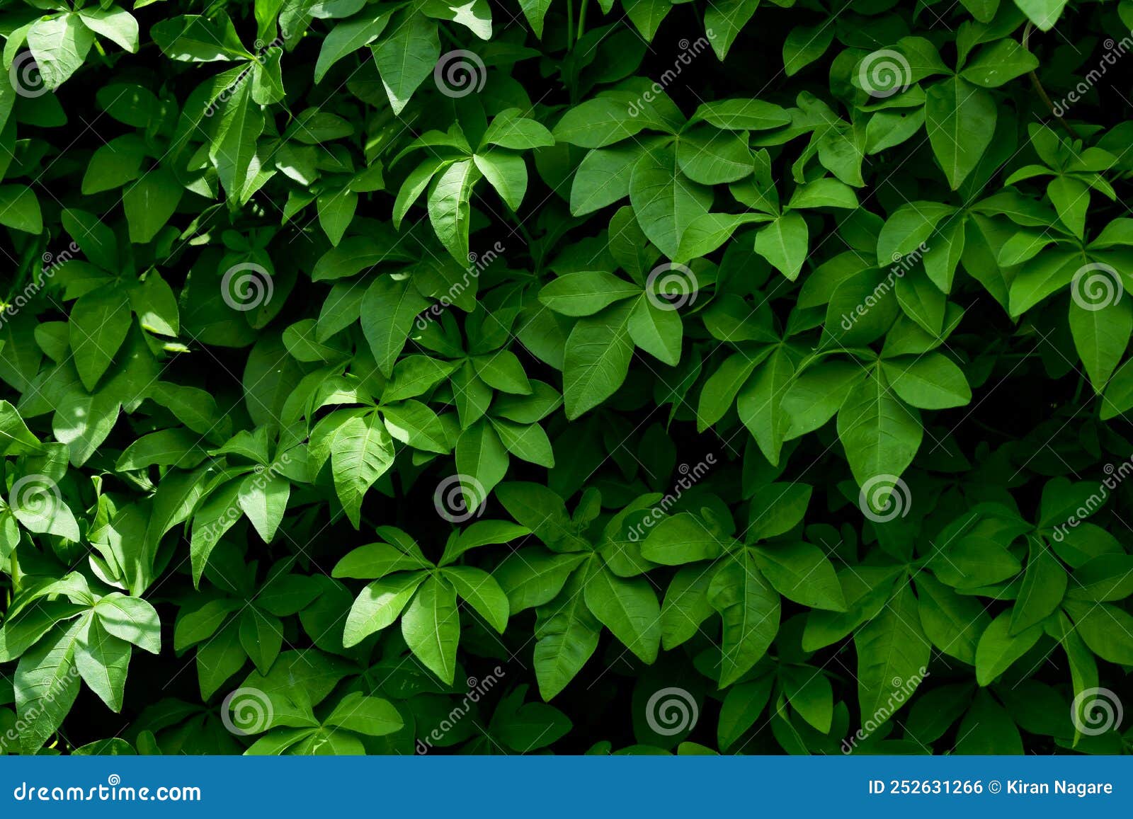 Fondo De Textura De Hoja Verde Foto de archivo - Imagen de verde ...
