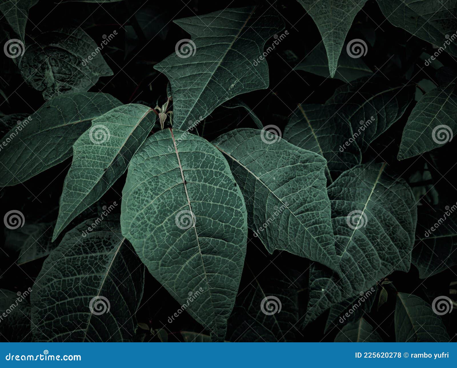 Fondo De Textura De Hojas Verdes Foto de archivo - Imagen de modelo ...