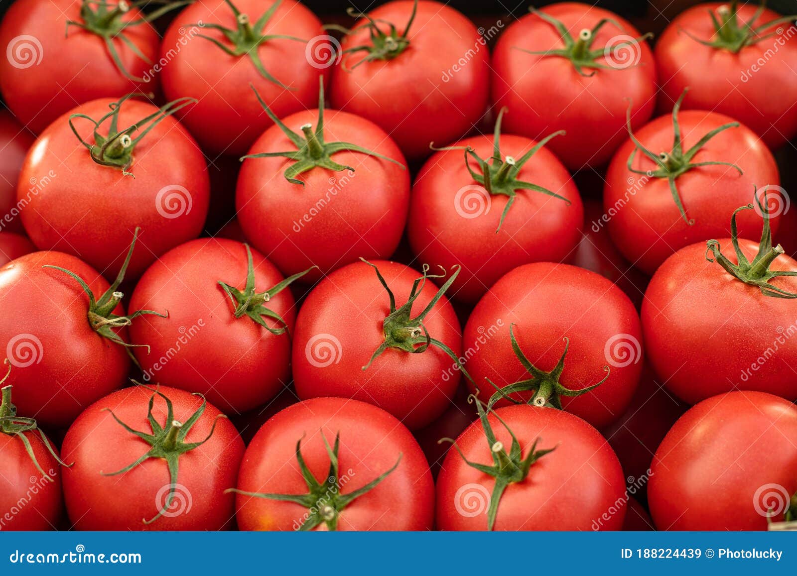 Fondo De Tomates Rojos. Grupo De Tomates Muchos Tomates Rojos Fondo ...