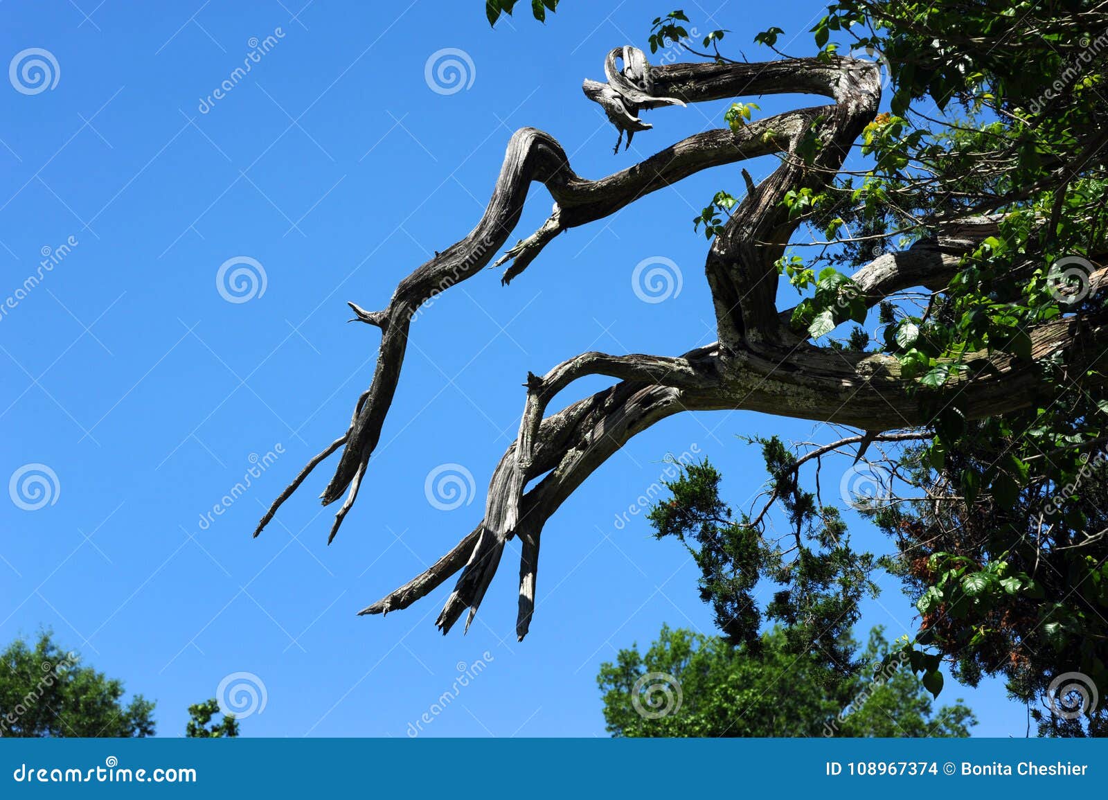 Fondo de torcido y nudoso foto de archivo. Imagen de hojas - 108967374