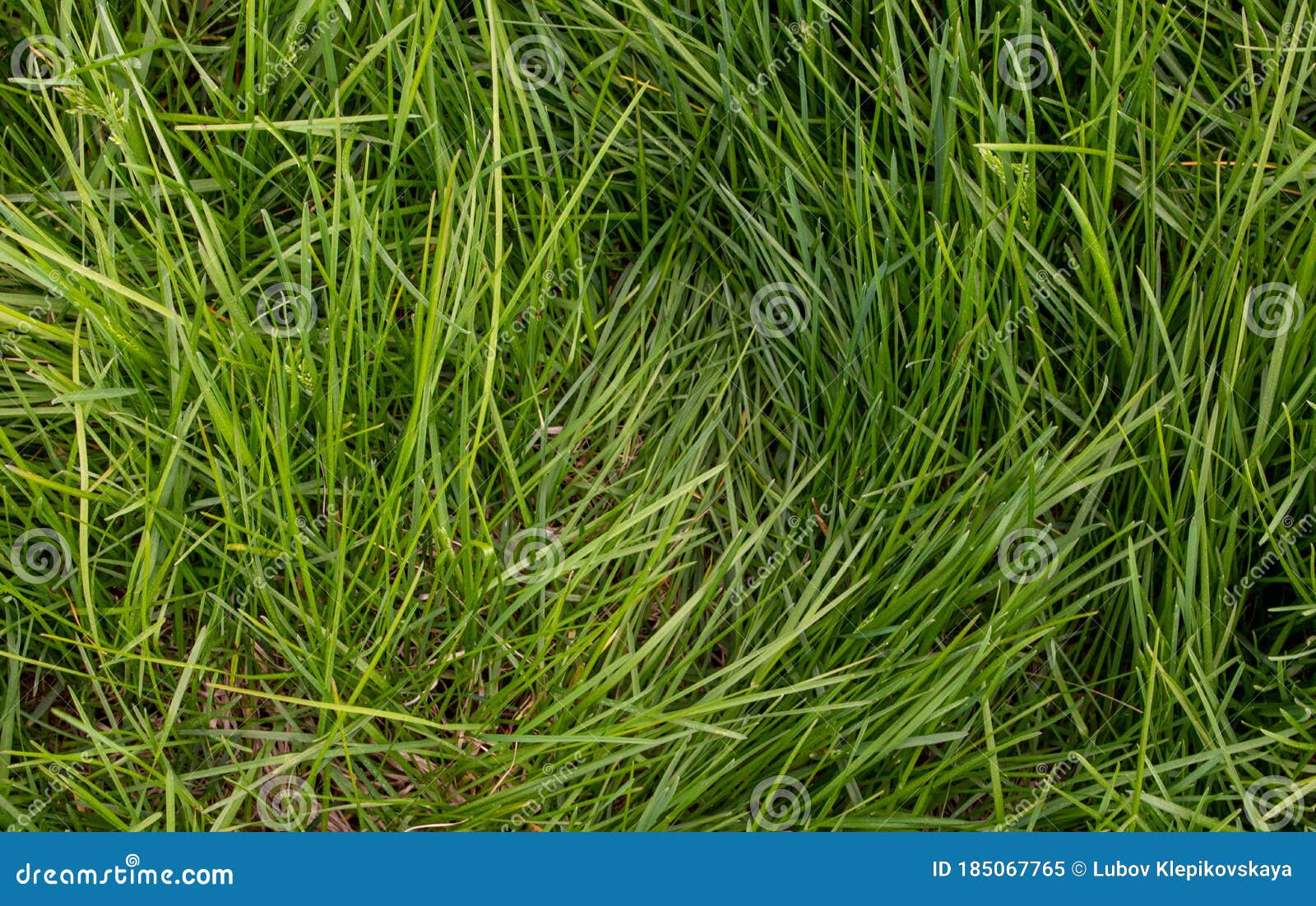 Fondo De Una Hierba Verde. Textura De Hierba Verde Textura De Hierba ...