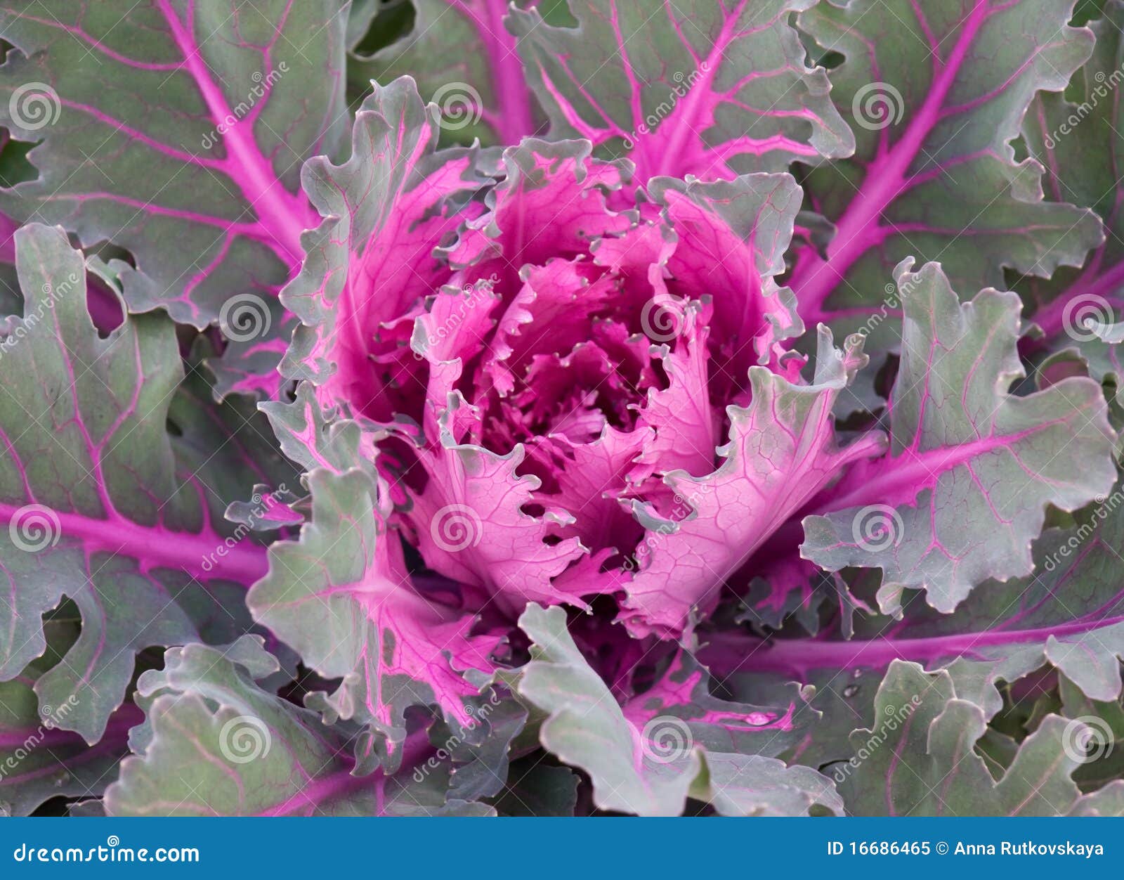 Fondo decorativo de la col imagen de archivo. Imagen de brote - 16686465