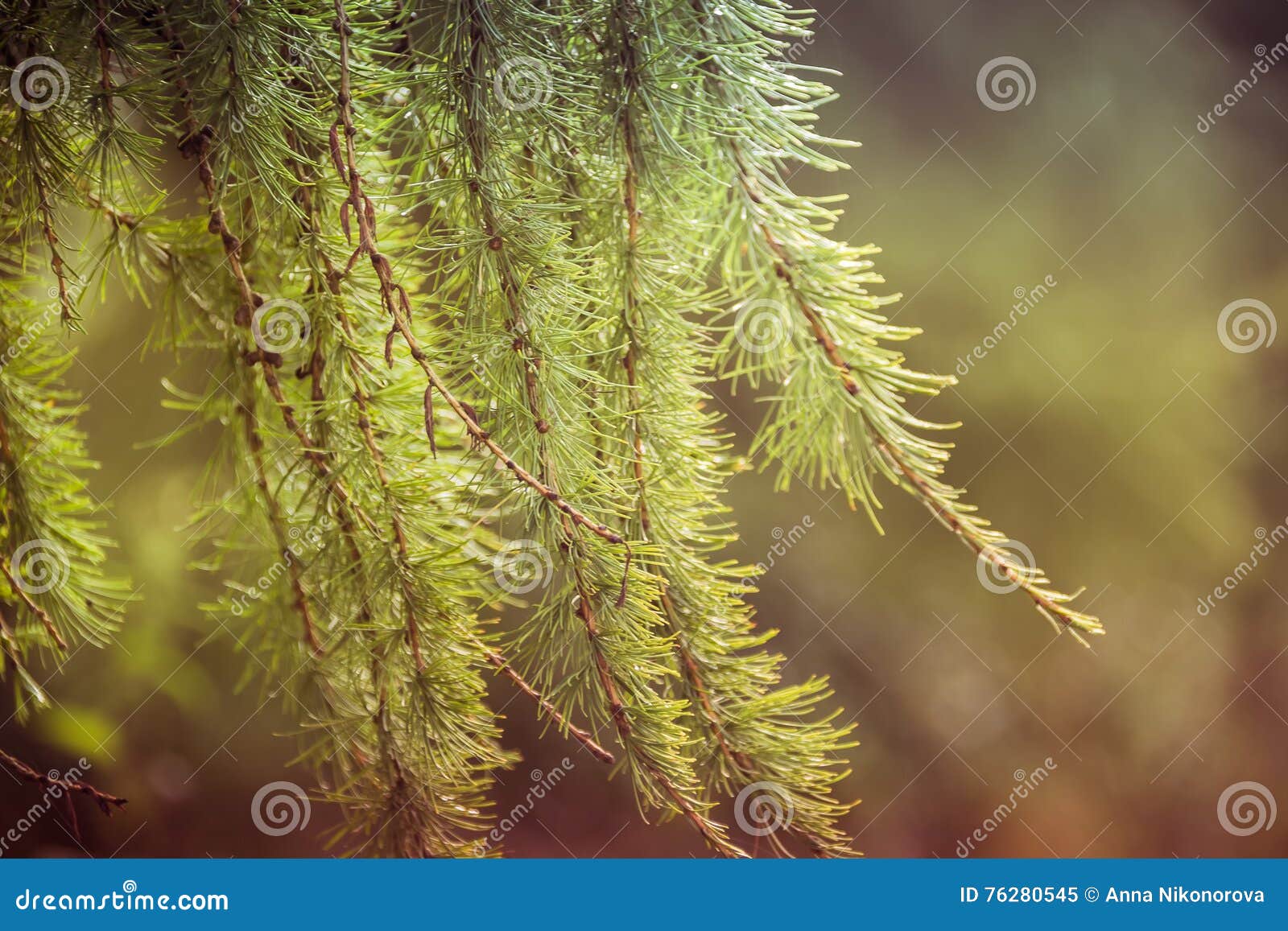 Fondo Dei Rami Del Larice Alla Luce Solare Immagine Stock - Immagine di ...