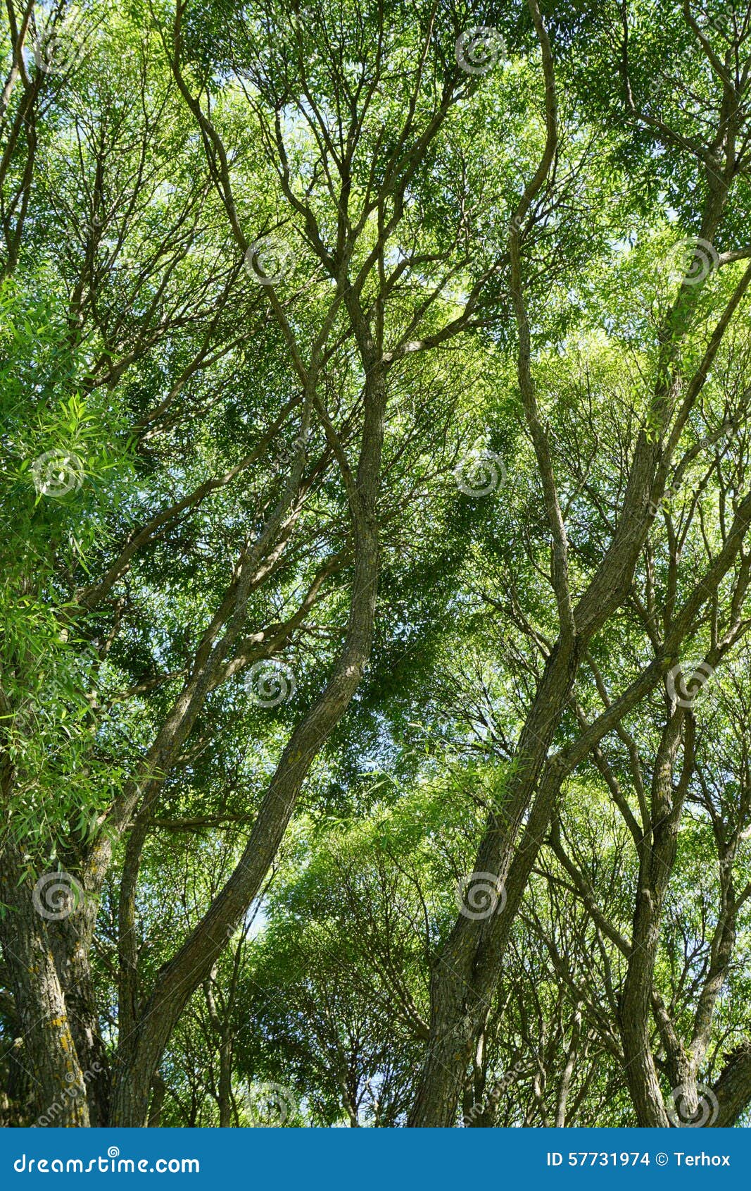 Fondo dei rami di albero fotografia stock. Immagine di sfondo - 57731974