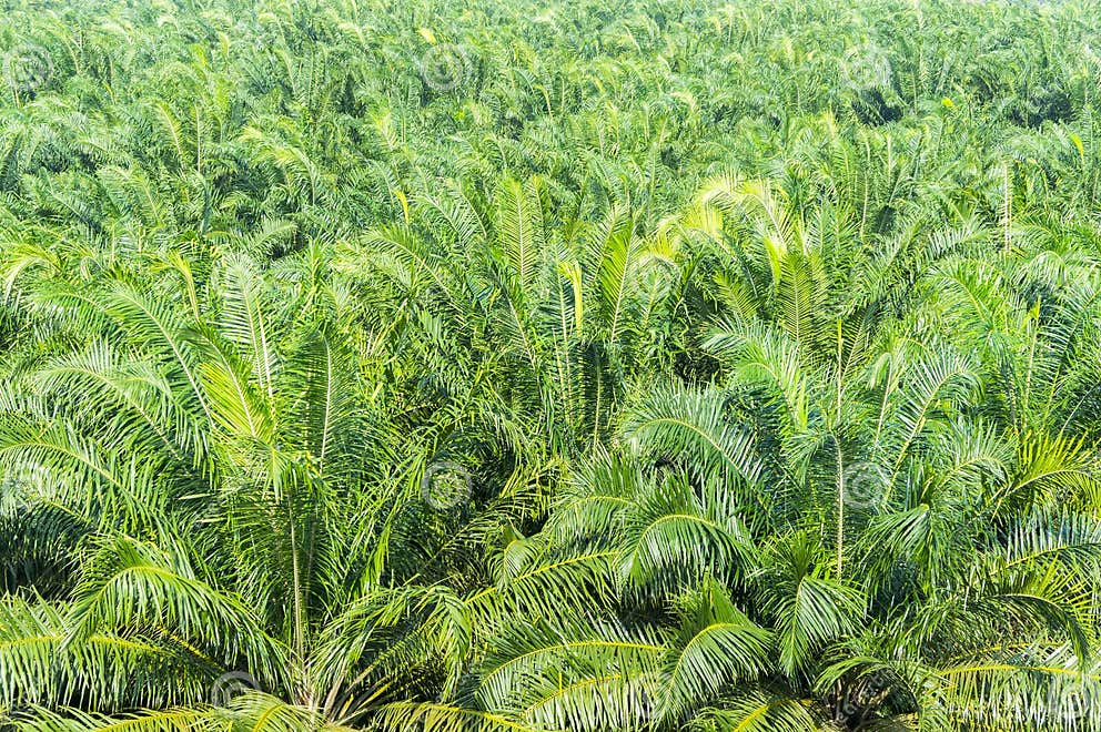 Fondo del aceite de Plam imagen de archivo. Imagen de material - 35439715