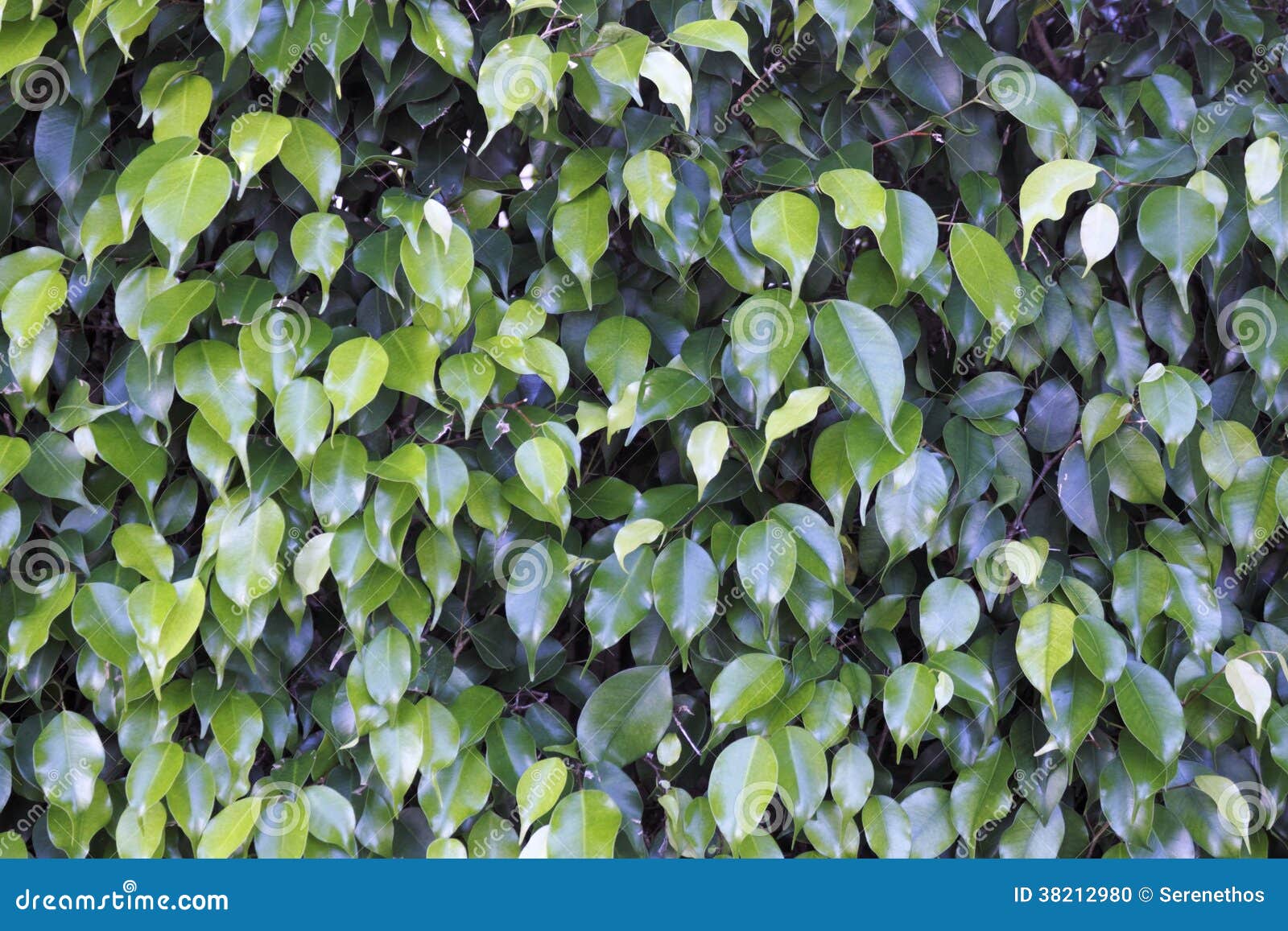 Fondo Del Arbusto De Los Ficus Foto de archivo - Imagen de media, hojas ...