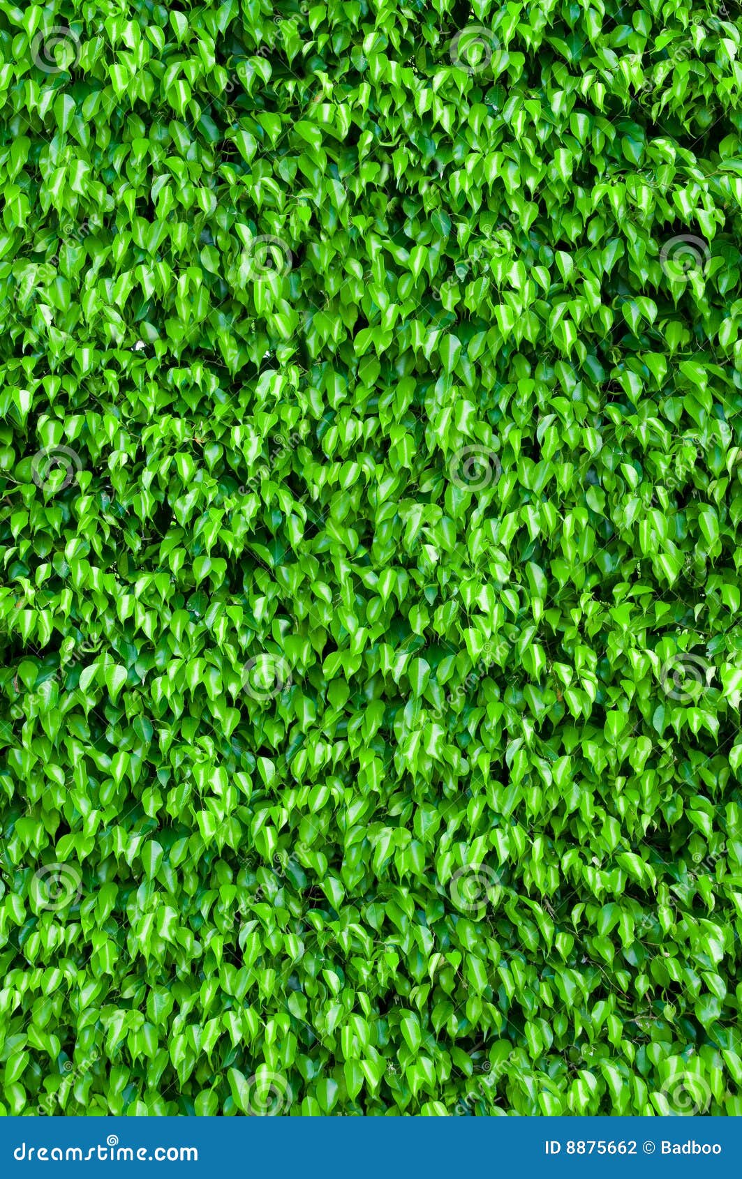 Fondo Del Arbusto Del Ficus Foto de archivo - Imagen de restaure ...