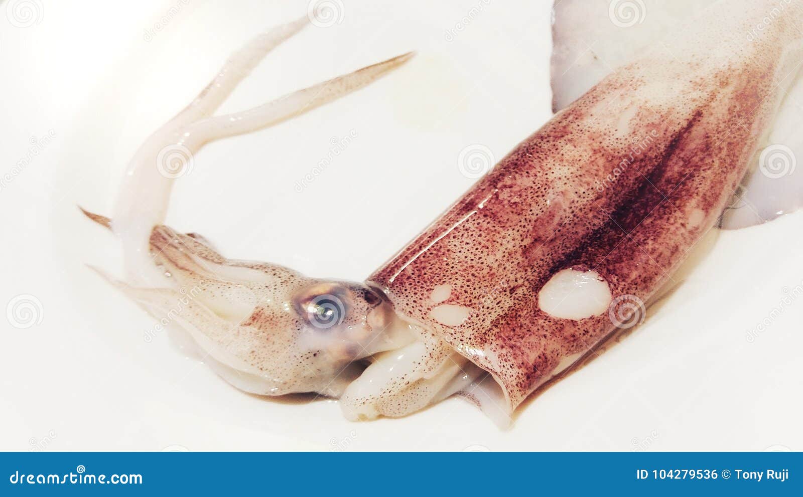 Fondo Del Blanco Del Calamar Foto de archivo - Imagen de pescados ...