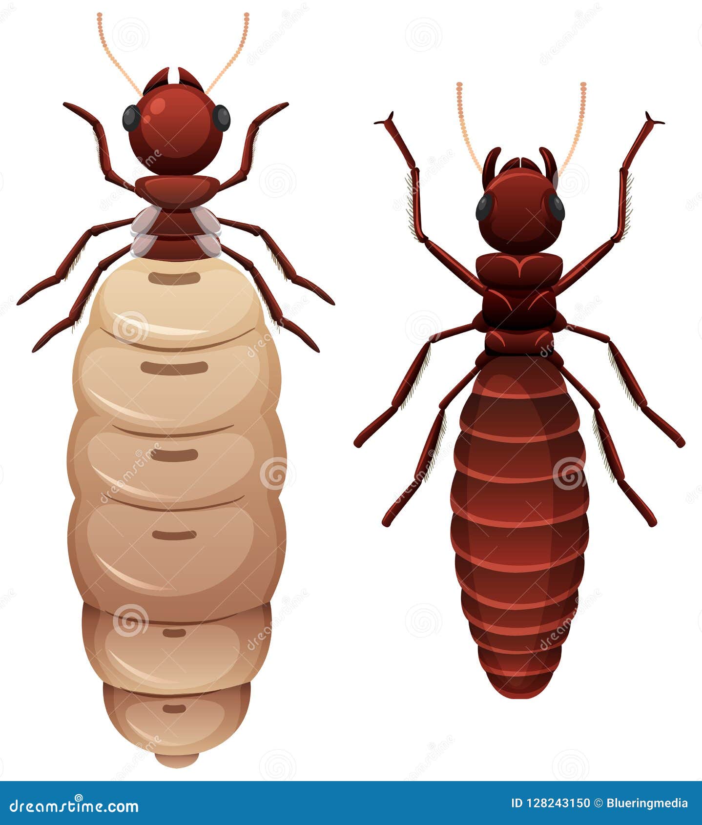 Fondo Del Blanco De Dos Termitas Ilustración del Vector - Ilustración ...
