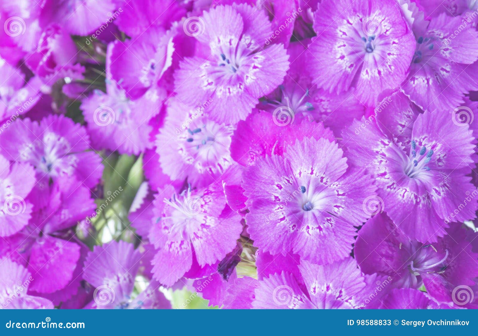 Fondo del color del clavel imagen de archivo. Imagen de verano - 98588833