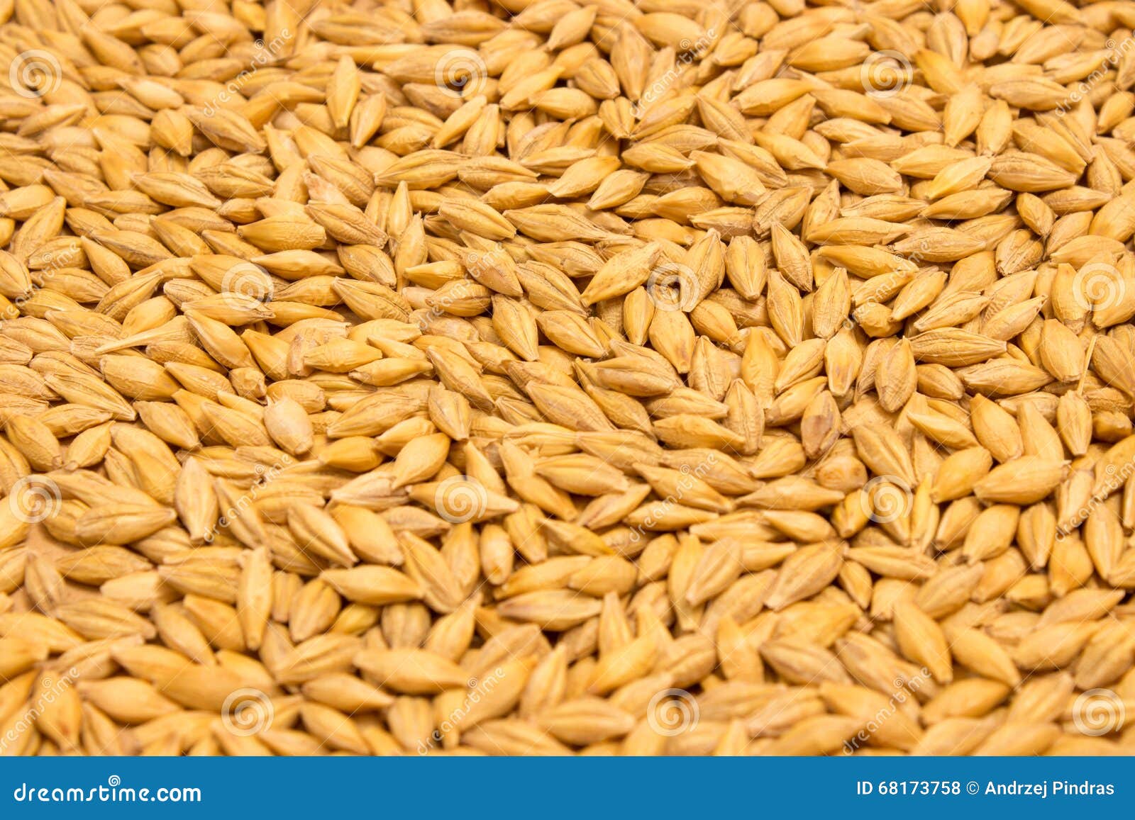 Fondo Del Grano De La Cebada Foto de archivo - Imagen de germen, cubo ...