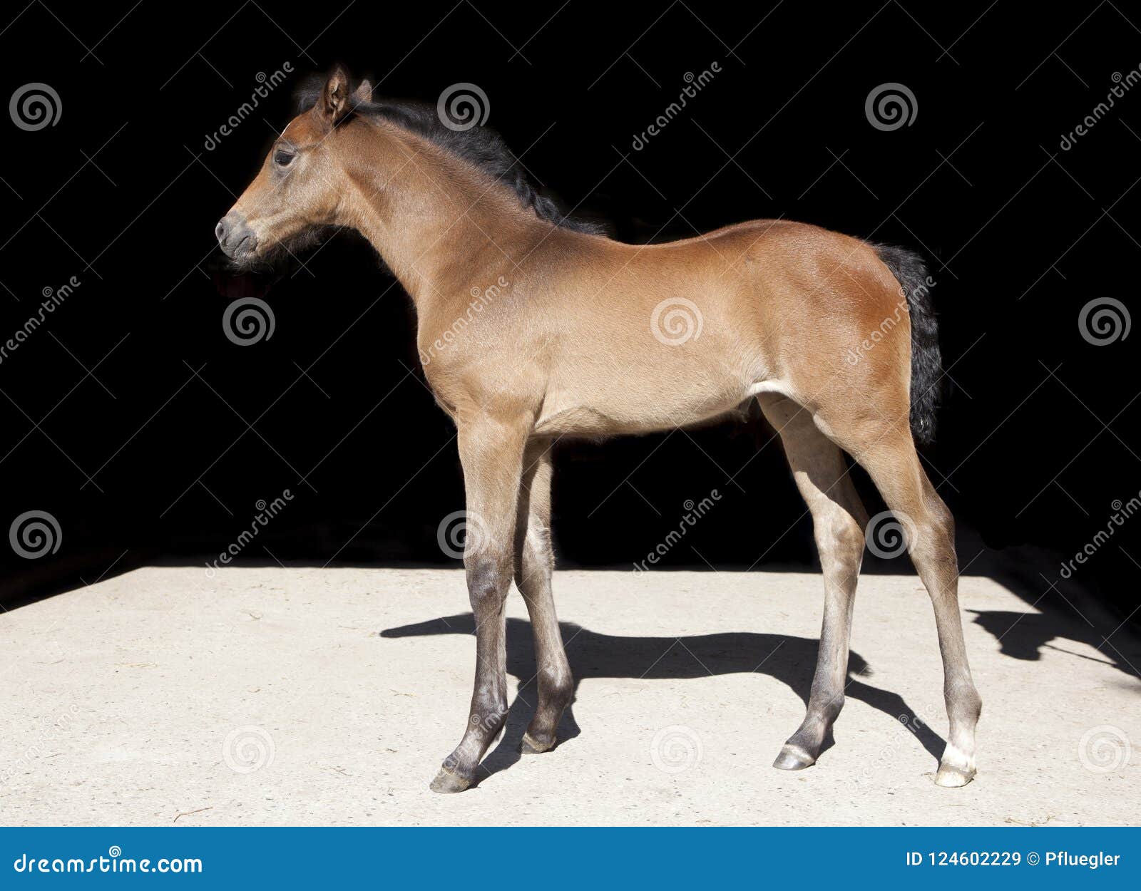 Fondo Del Negro Del Potro De Warmblood Imagen de archivo - Imagen de ...