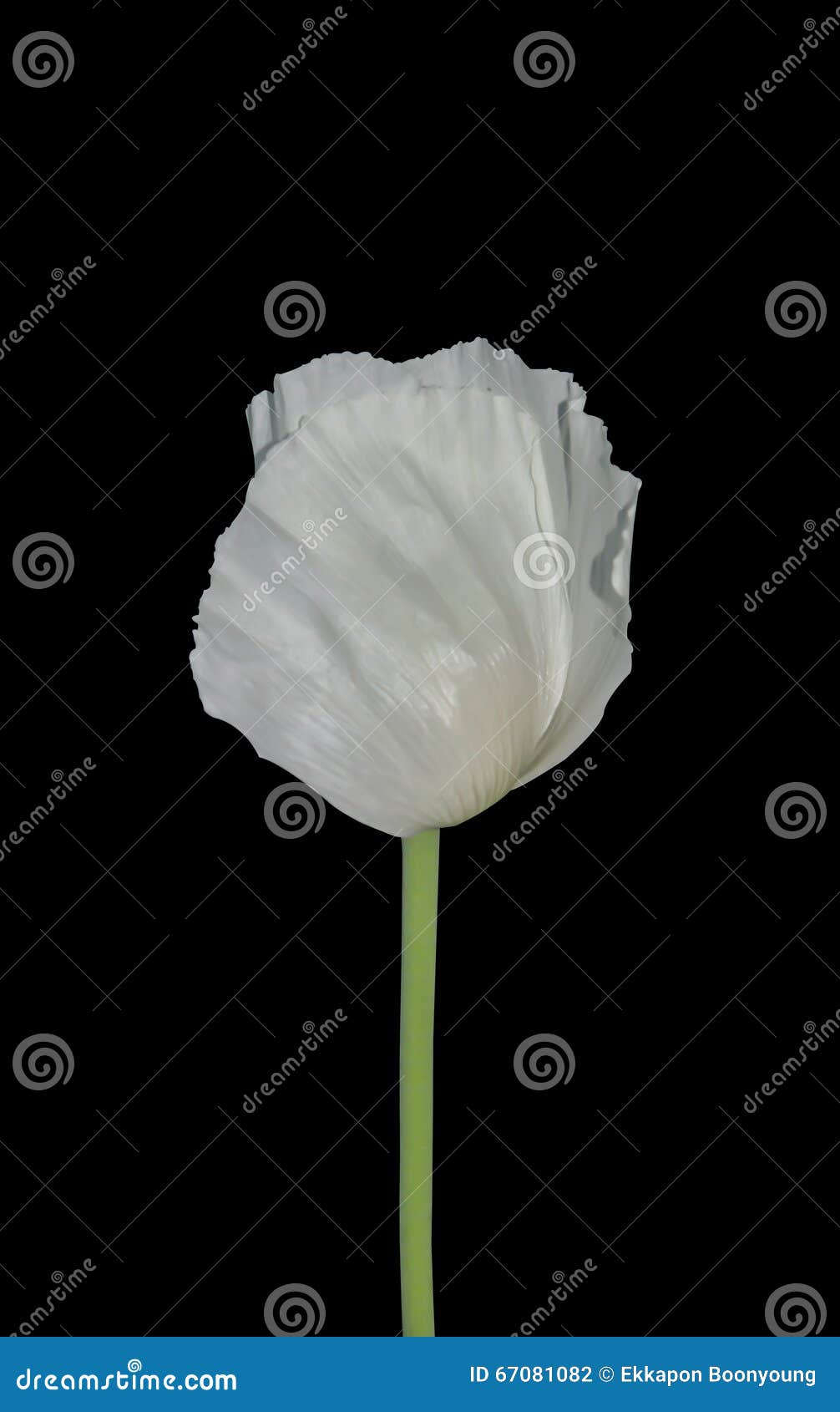 Fondo Del Poppyflower Del Opio Foto de archivo - Imagen de polen, flor ...