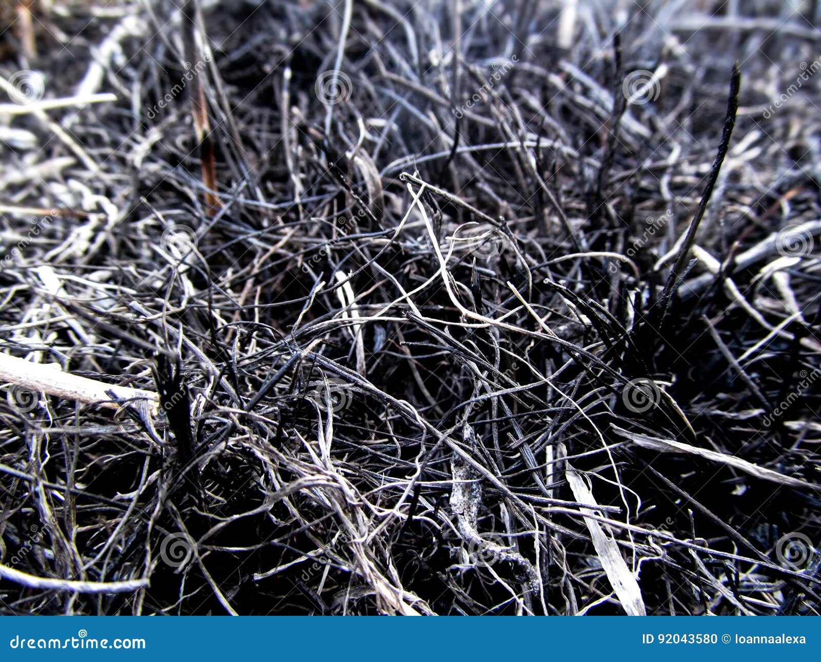 Fondo Del Primer Chamuscado Negro De La Hierba Foto de archivo - Imagen ...