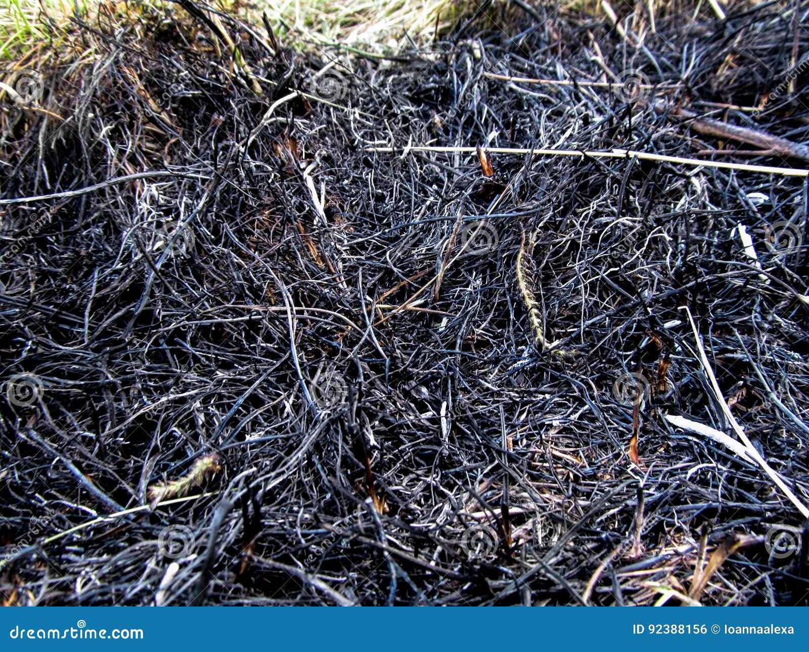 Fondo Del Primer Chamuscado Negro De La Hierba Foto de archivo - Imagen ...
