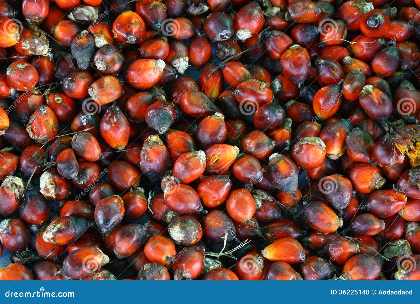 Fondo Del Seme Dell'olio Di Palma Fotografia Stock - Immagine di ...