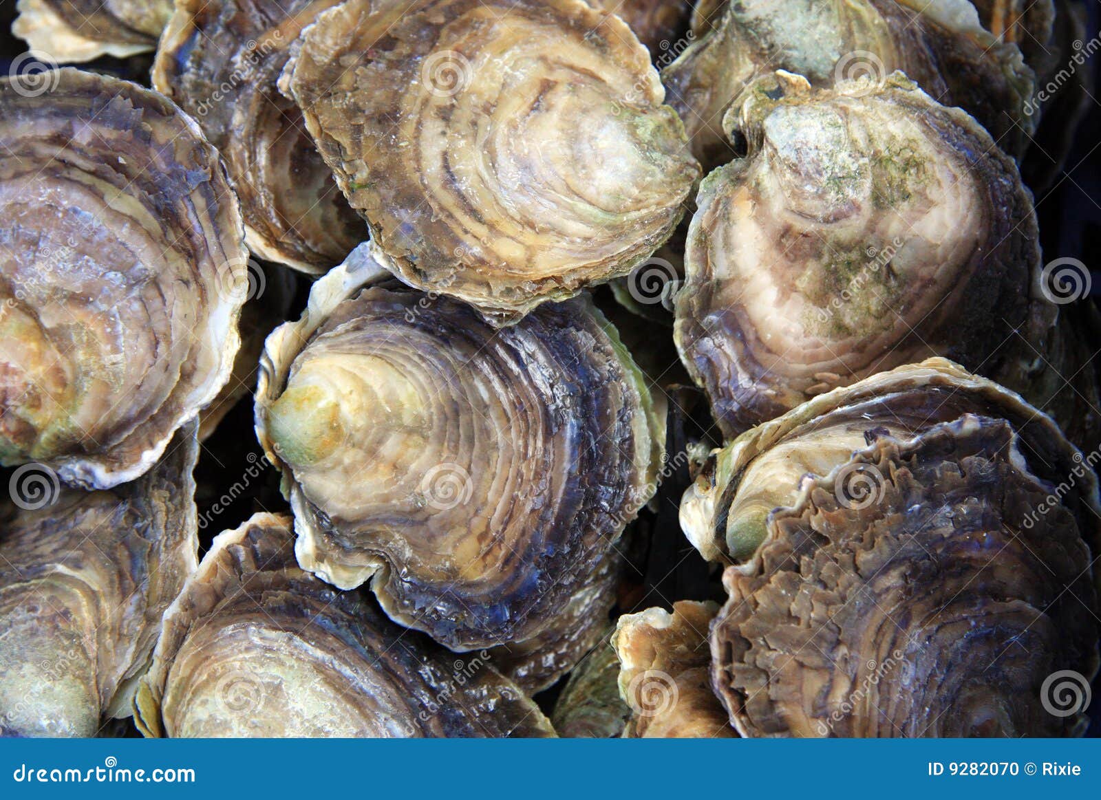 Fondo del shell de ostra foto de archivo. Imagen de cosecha - 9282070