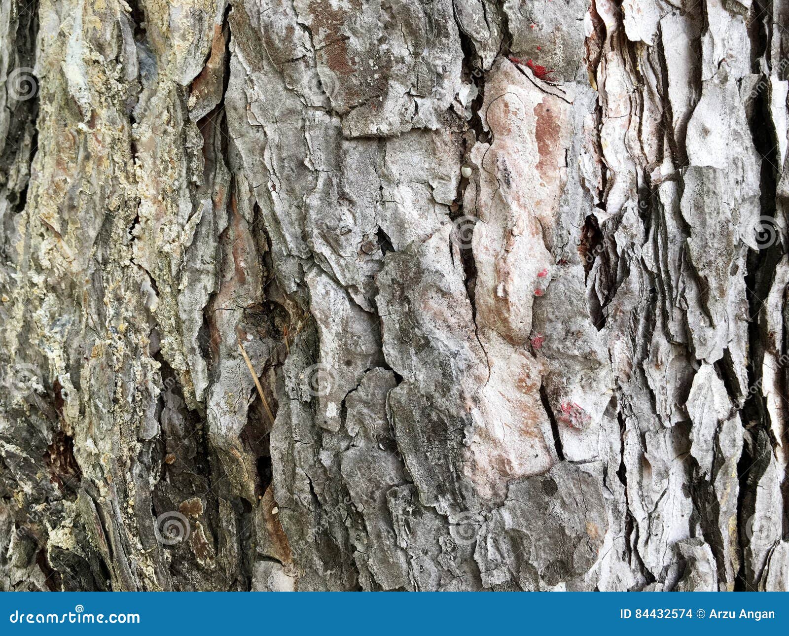 Fondo del tronco di albero fotografia stock. Immagine di paesaggio ...