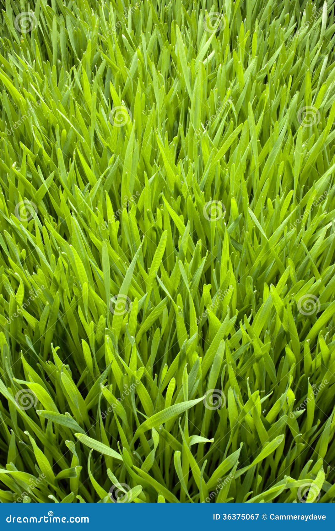 Fondo dell'erba verde immagine stock. Immagine di ecologico - 36375067