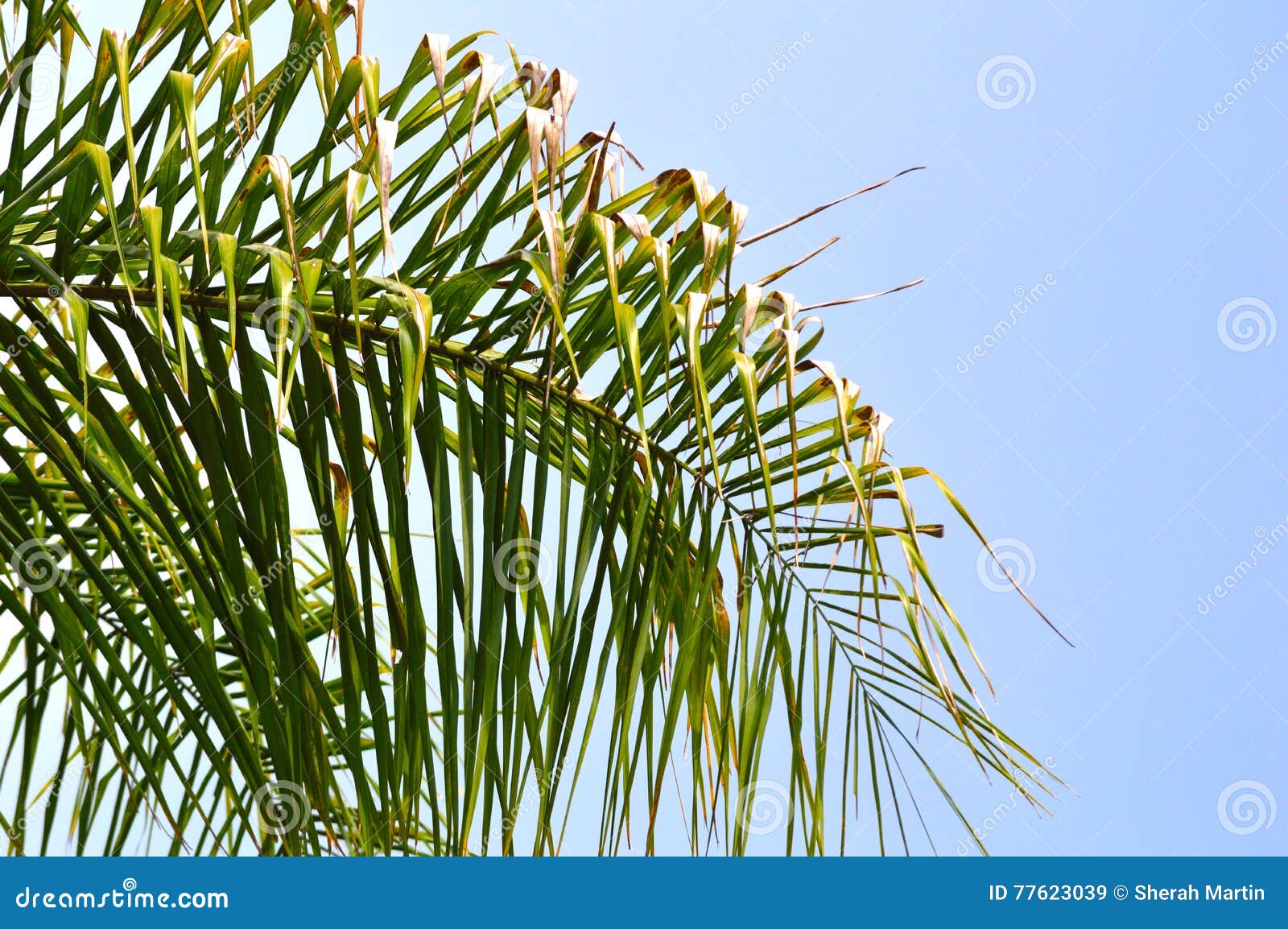 Fondo Della Fronda Della Palma Della Regina Immagine Stock - Immagine ...