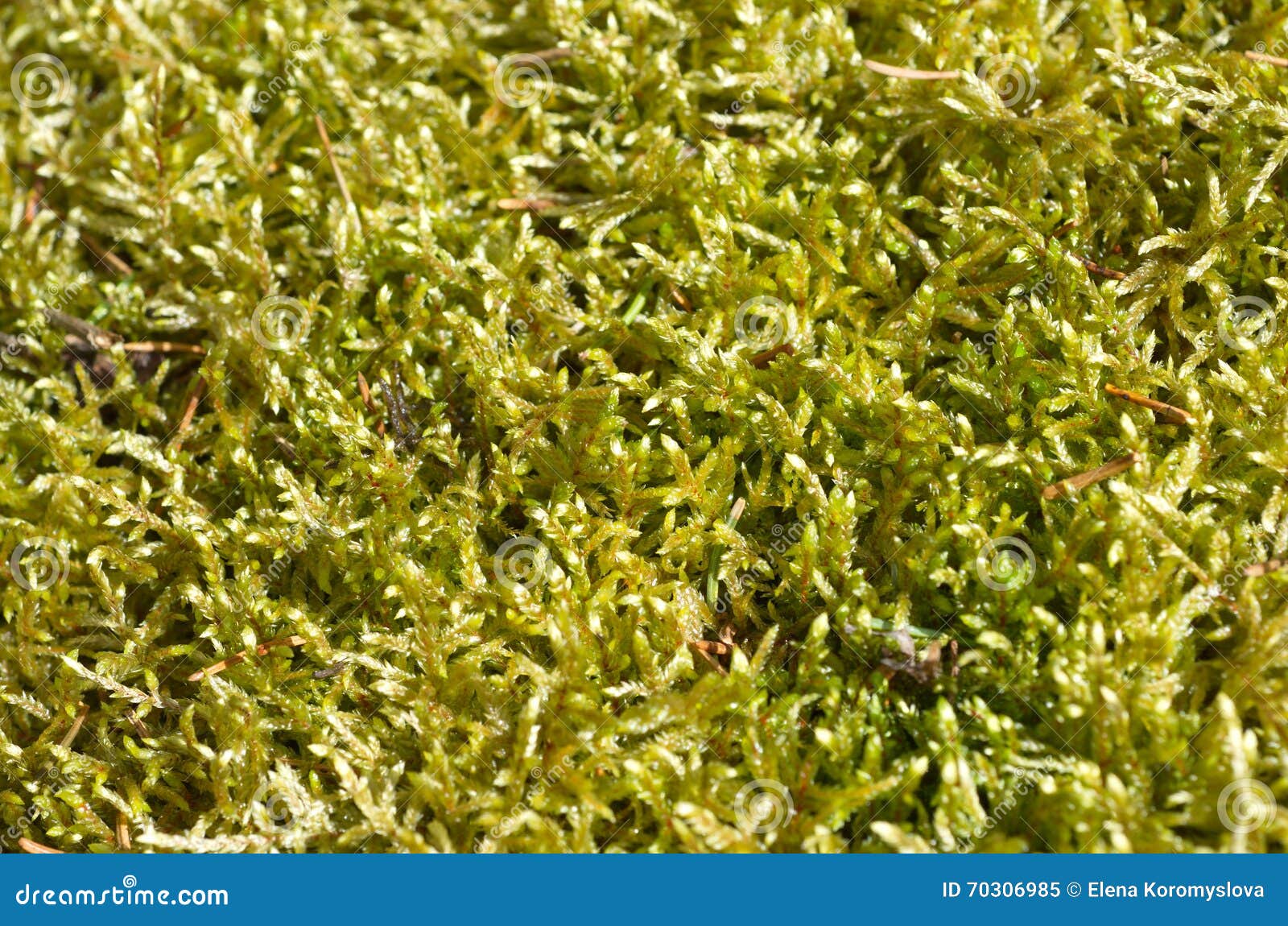 Fondo Della Pianta Dal Muschio Di Sfagno Immagine Stock - Immagine di ...