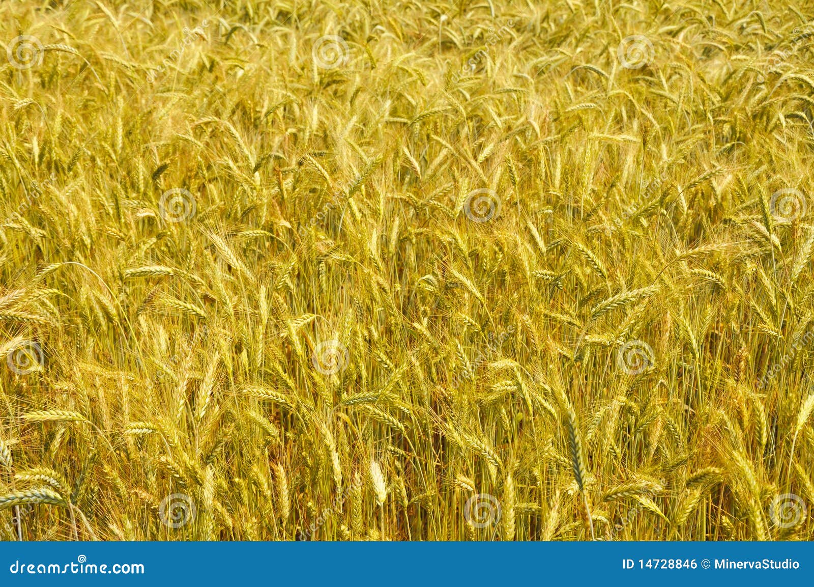 Fondo Della Pianta Del Grano Fotografia Stock - Immagine di pianta ...