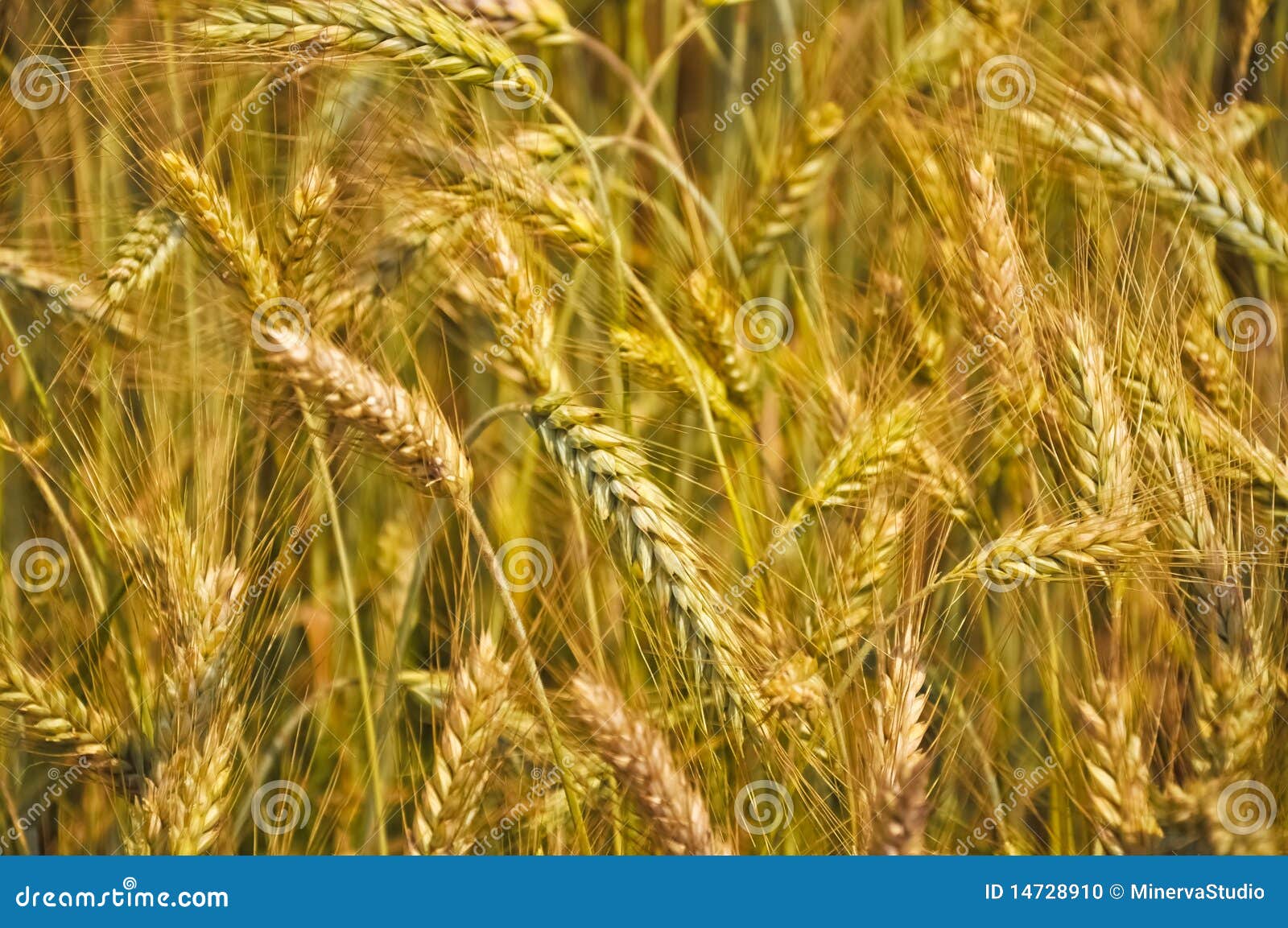 Fondo Della Pianta Del Grano Fotografia Stock - Immagine di pane ...