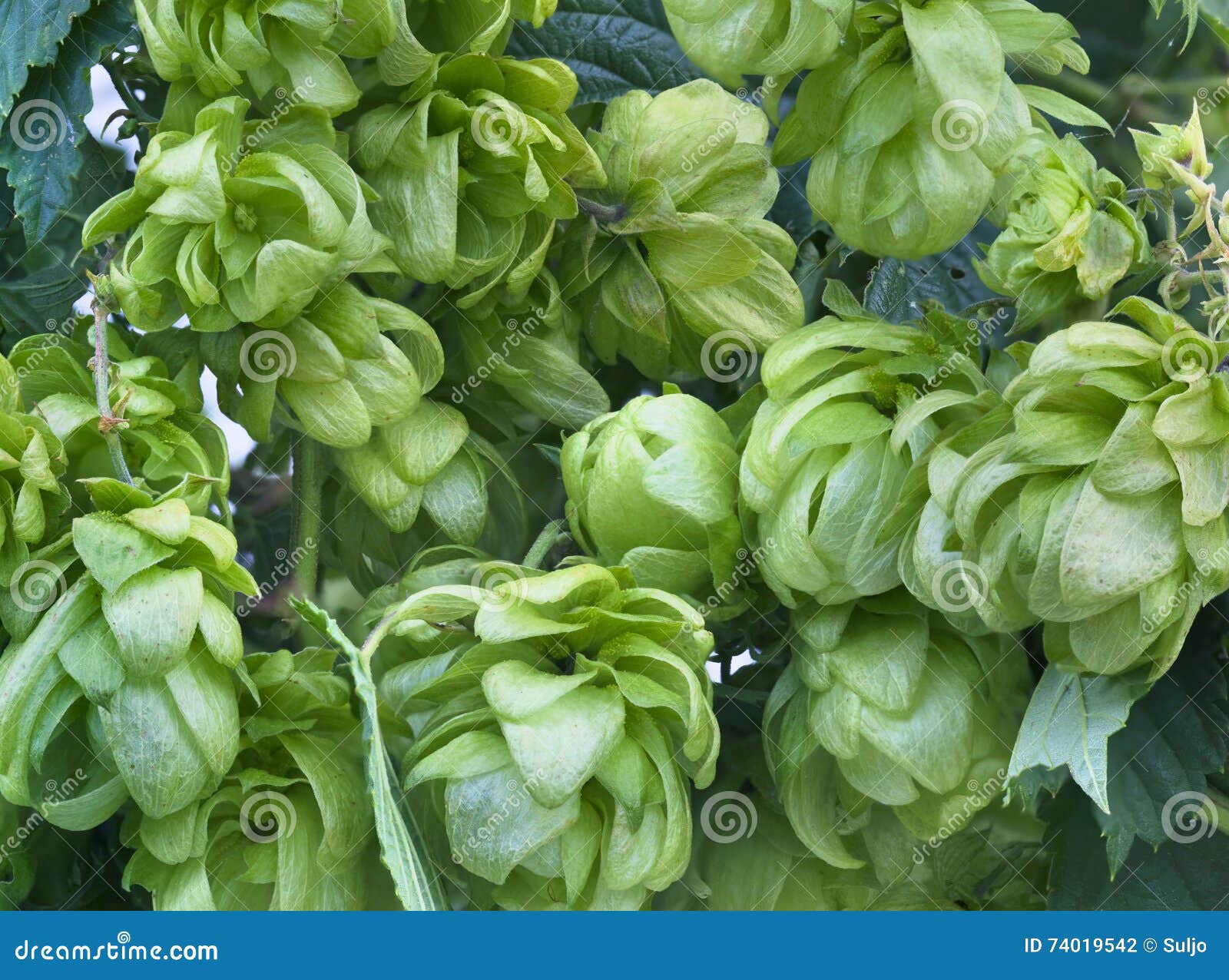 Fondo Della Pianta Del Luppolo Selvatico Fotografia Stock - Immagine di ...