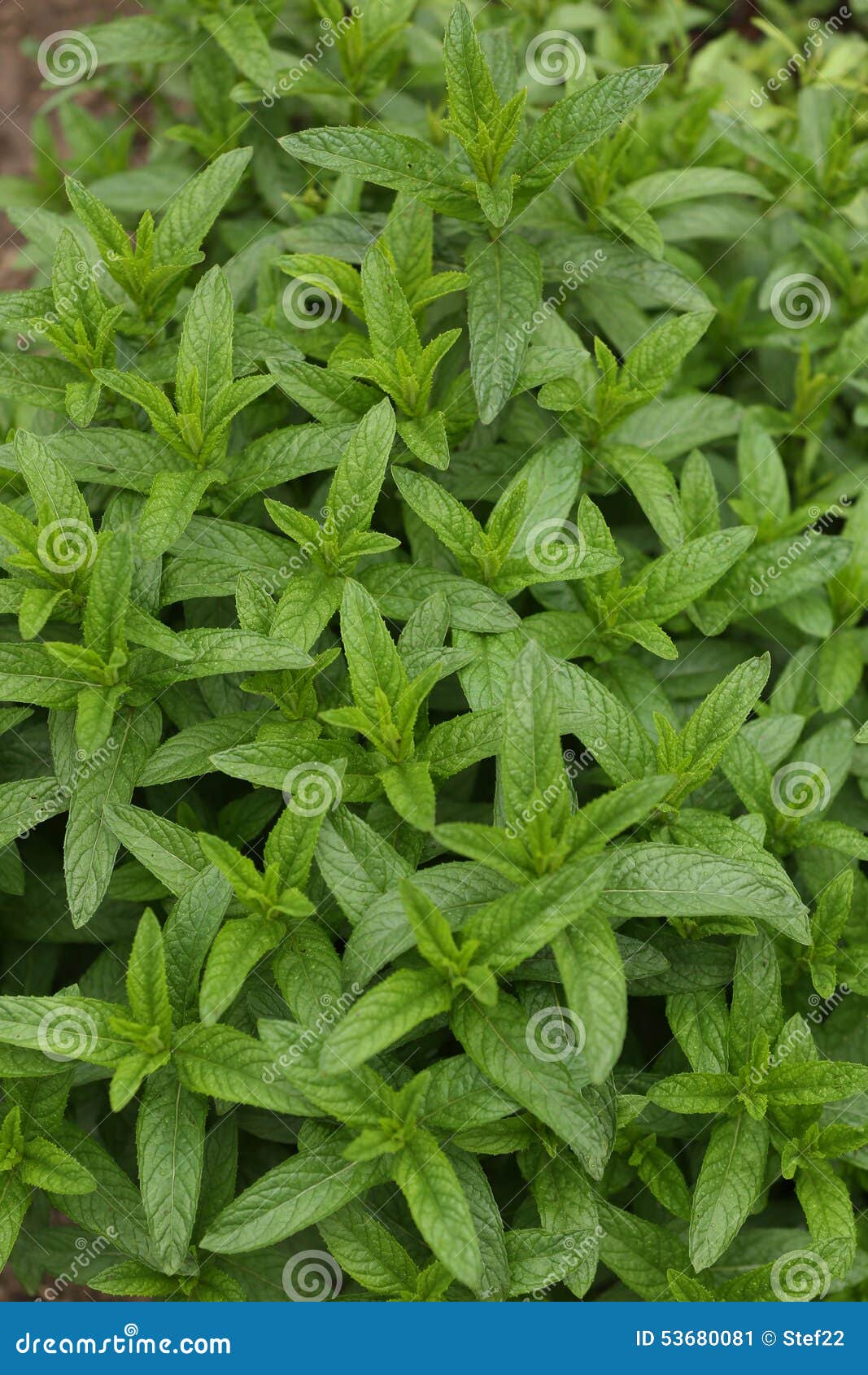 Fondo Della Pianta Della Menta Immagine Stock - Immagine di ...