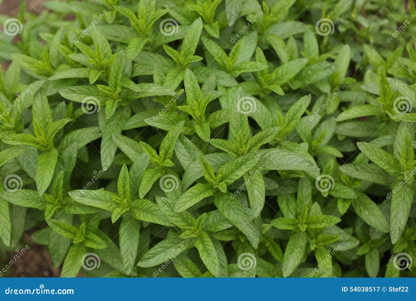 Fondo Della Pianta Della Menta Immagine Stock - Immagine di verde ...