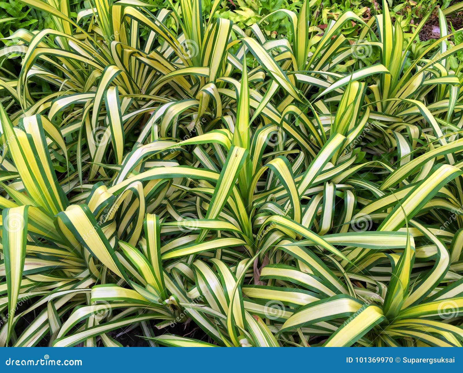 Fondo Della Pianta Di Ragno Fotografia Stock - Immagine di sviluppo ...