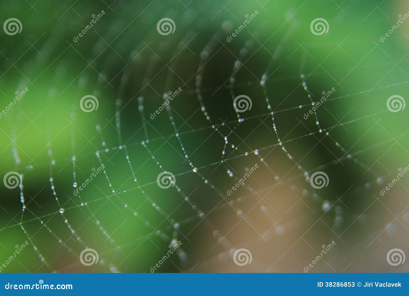Fondo della ragnatela immagine stock. Immagine di pianta - 38286853