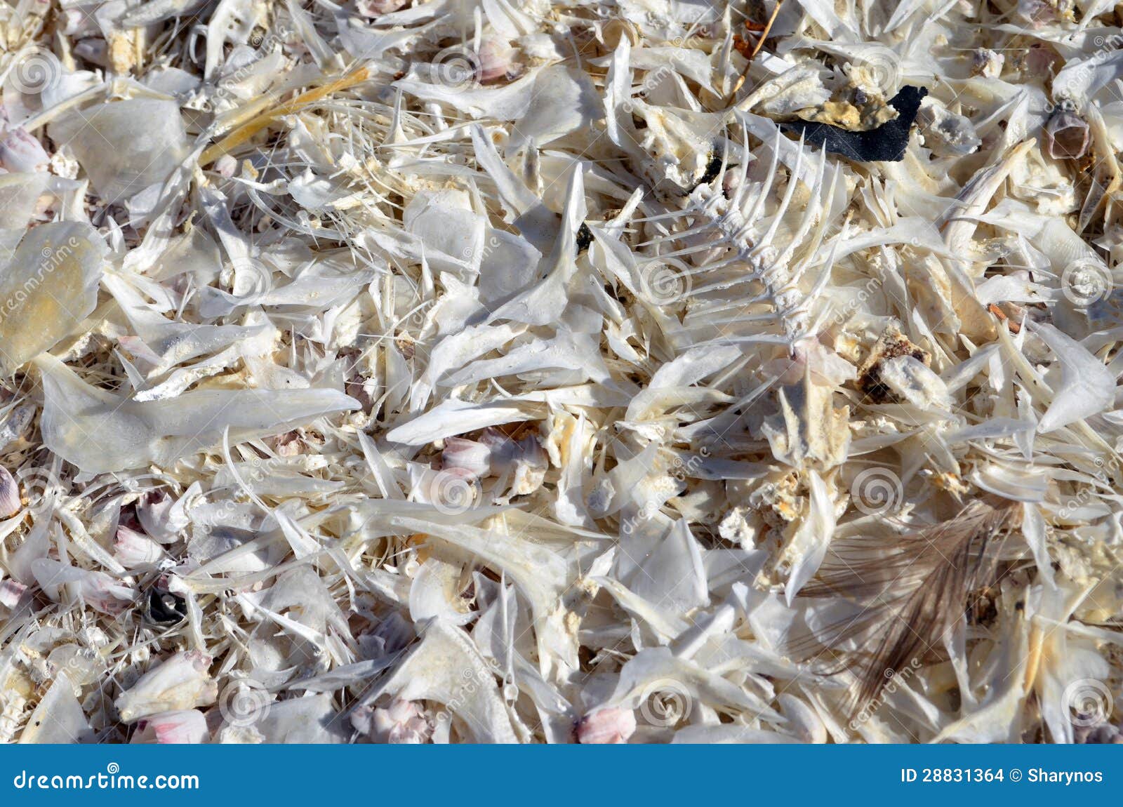 Fondo delle ossa di pesci fotografia stock. Immagine di batteri - 28831364