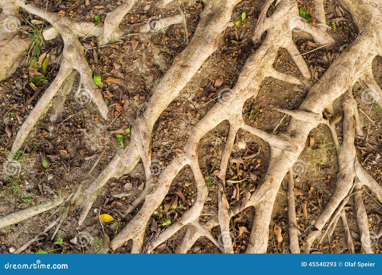 Fondo delle radici aeree immagine stock. Immagine di telaio - 45540293