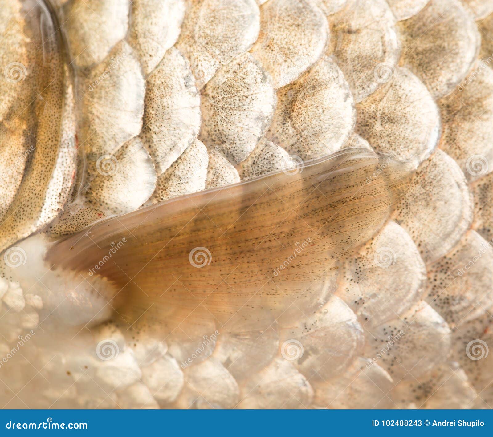 Fondo delle squame immagine stock. Immagine di goldfish - 102488243