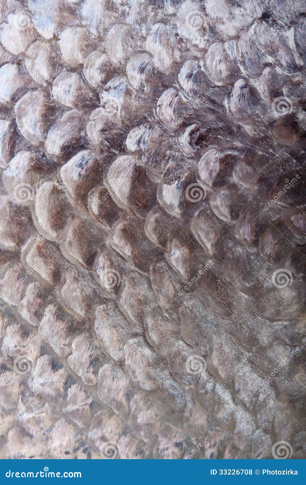 Fondo delle squame fotografia stock. Immagine di lato - 33226708