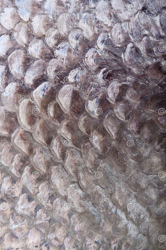 Fondo delle squame fotografia stock. Immagine di lato - 33226708