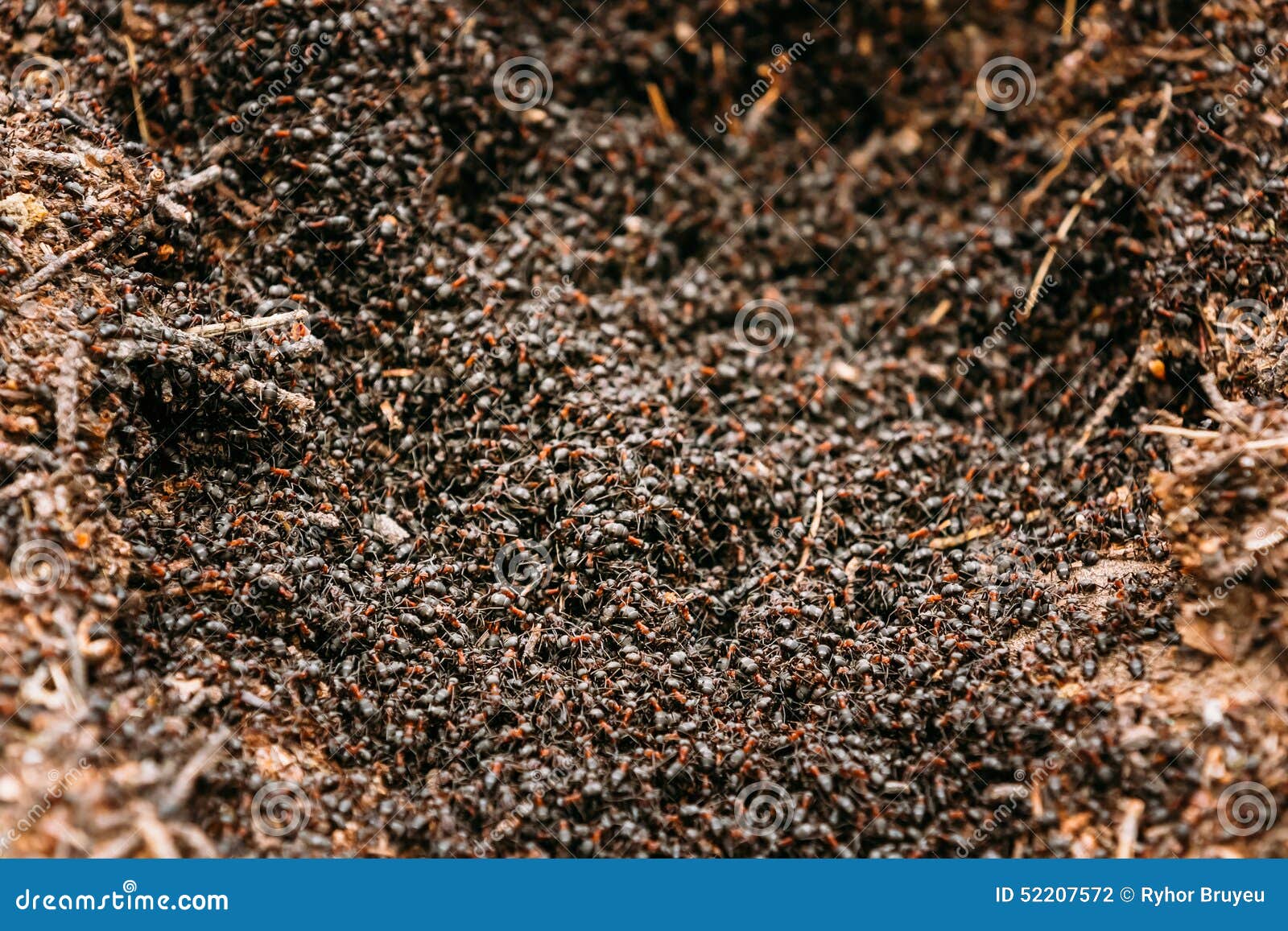 Fondo Di Ant Colony Formica Rufa Rosso Fotografia Stock - Immagine di ...