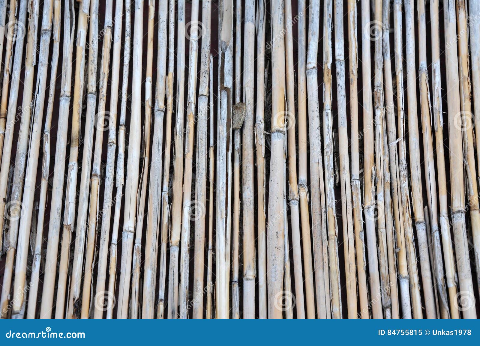 Fondo di Reed, fine su immagine stock. Immagine di pianta - 84755815