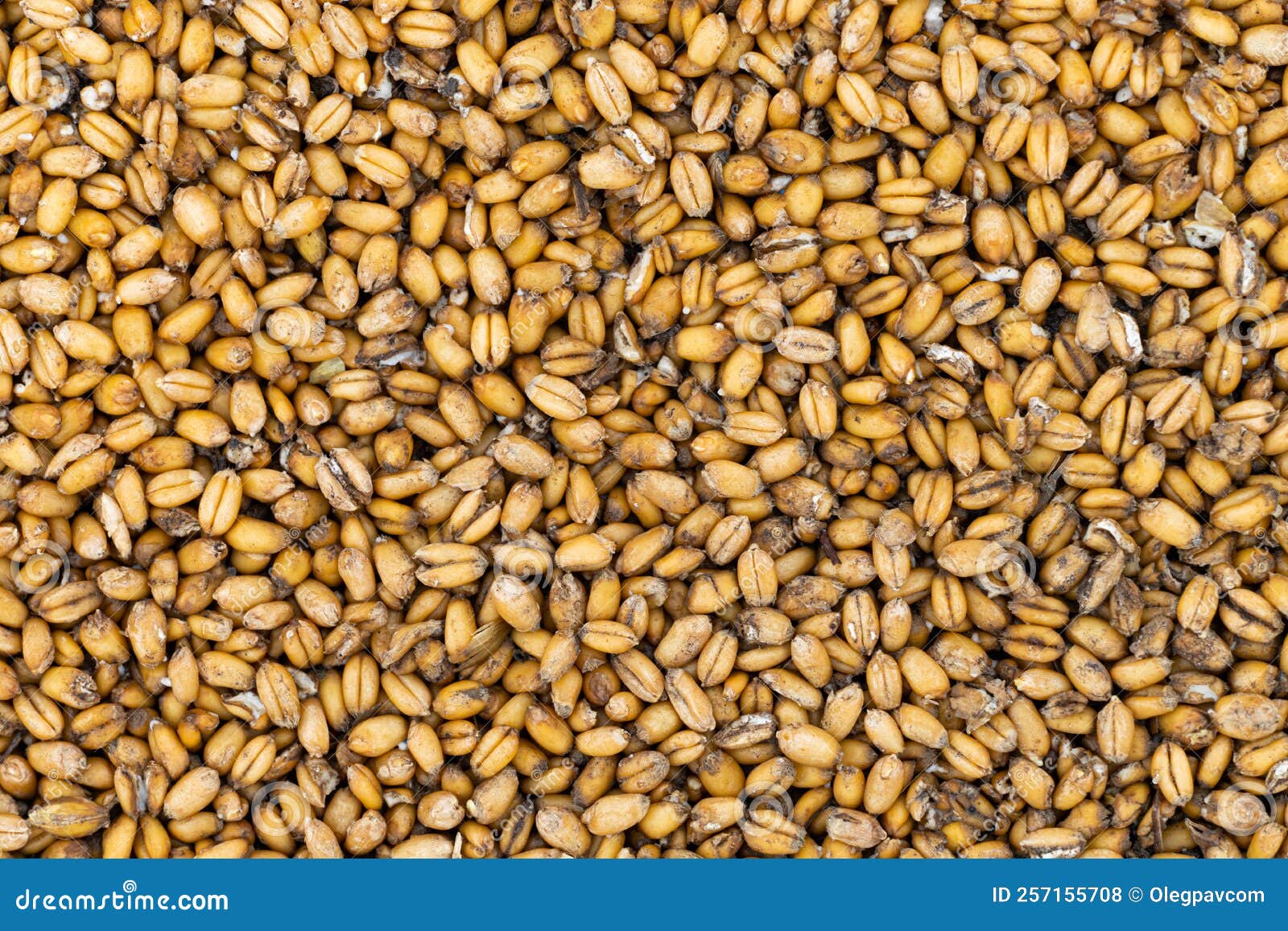 Fondo En El Que Se Representa Un Grano De Trigo Foto de archivo ...