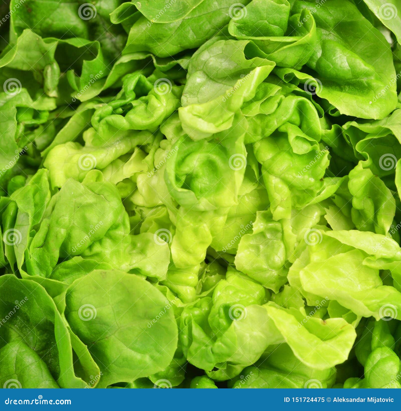 Fondo fresco de la lechuga imagen de archivo. Imagen de comer - 151724475
