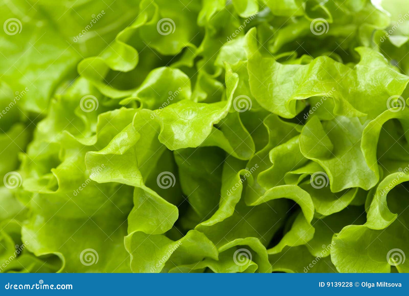 Fondo fresco de la lechuga foto de archivo. Imagen de agricultura - 9139228