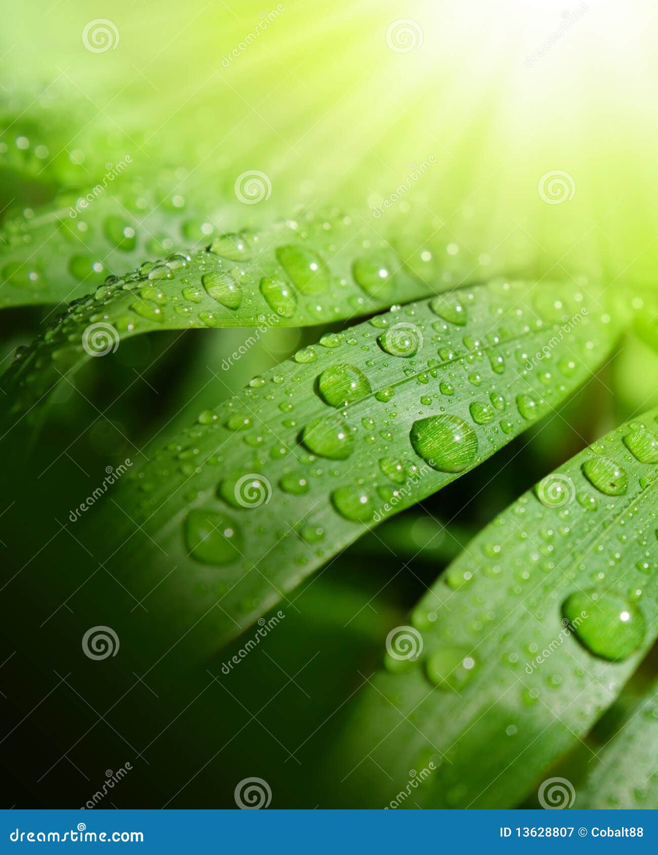 Fondo fresco y verde imagen de archivo. Imagen de cubo - 13628807