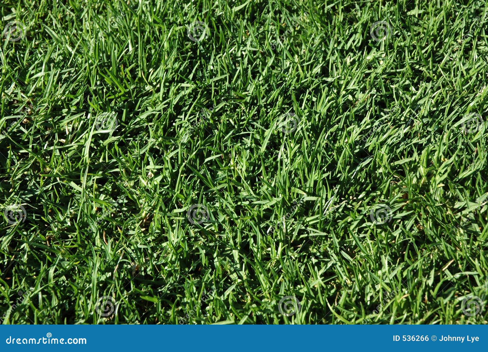 Fondo - hierba foto de archivo. Imagen de fresco, planta - 536266