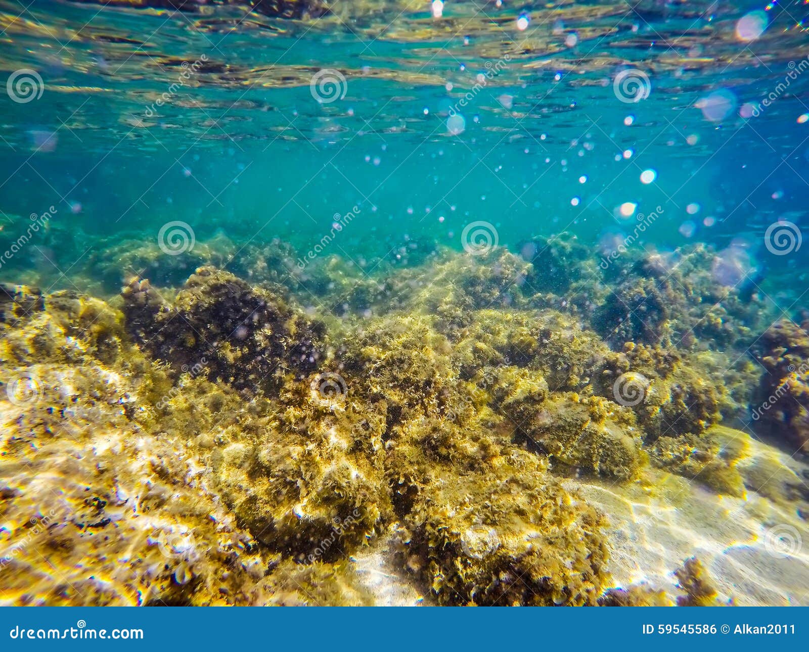 Fondo Marino Roccioso in Alghero Fotografia Stock - Immagine di ...
