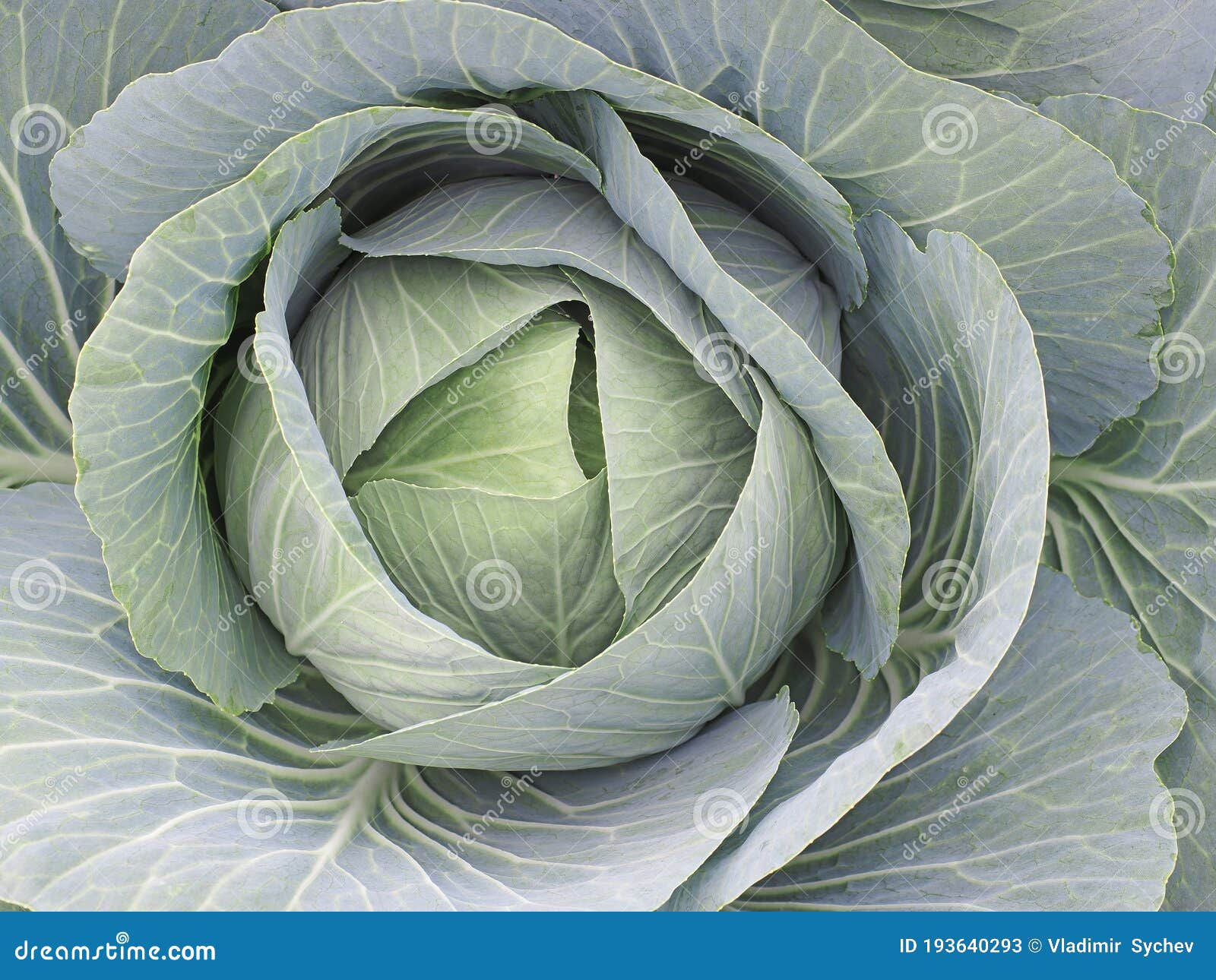 Fondo Natural De Col Blanco Creciente. Imagen de archivo - Imagen de ...